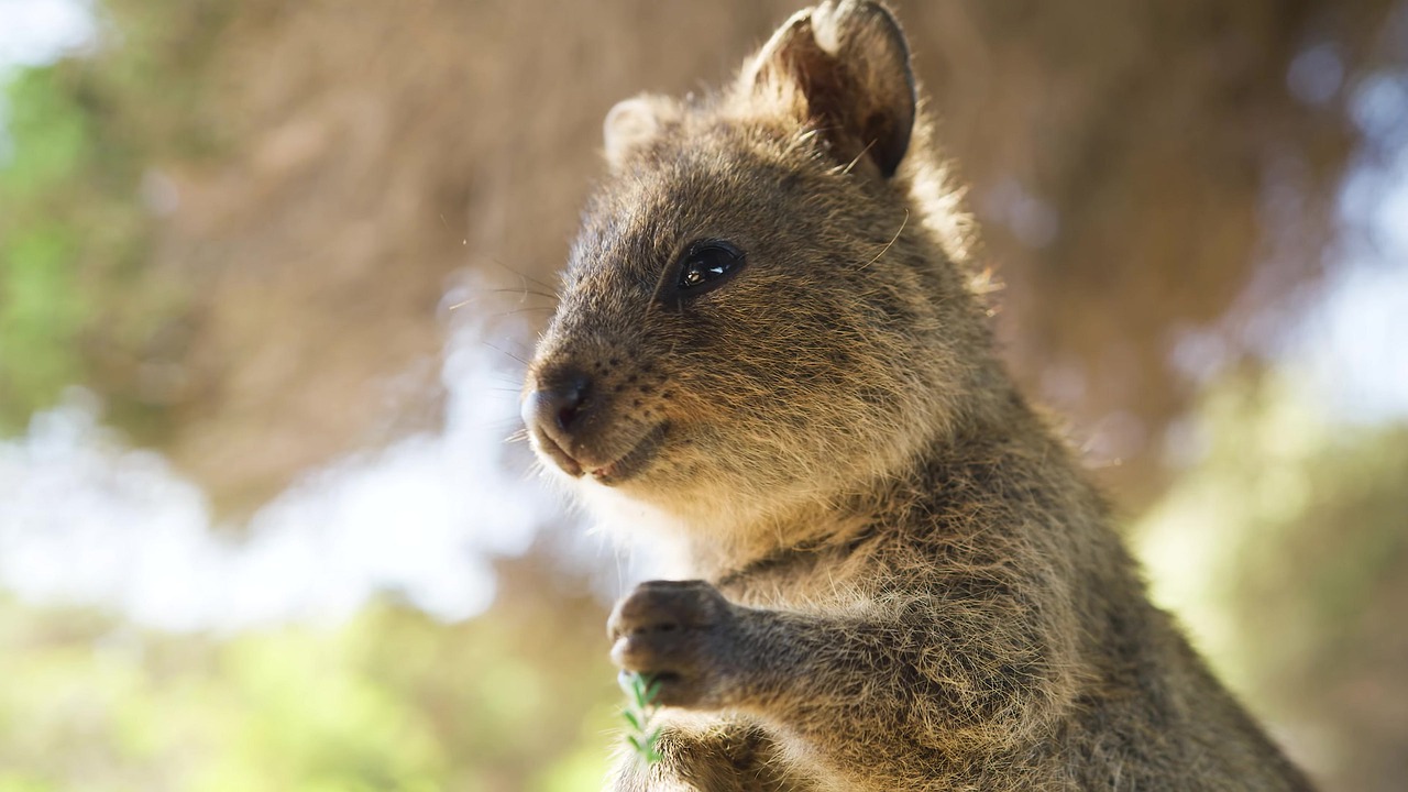 les Quokkas sont les nouveaux animaux tendances auprès des femmes